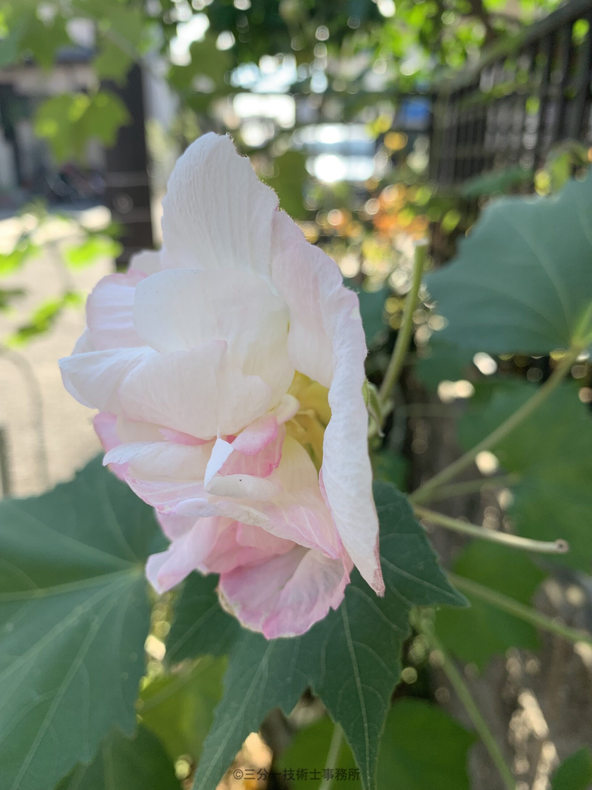 Open Peppolの利用者IDの前提となるEASとISO 6523 ICD – 三分一技術士事務所