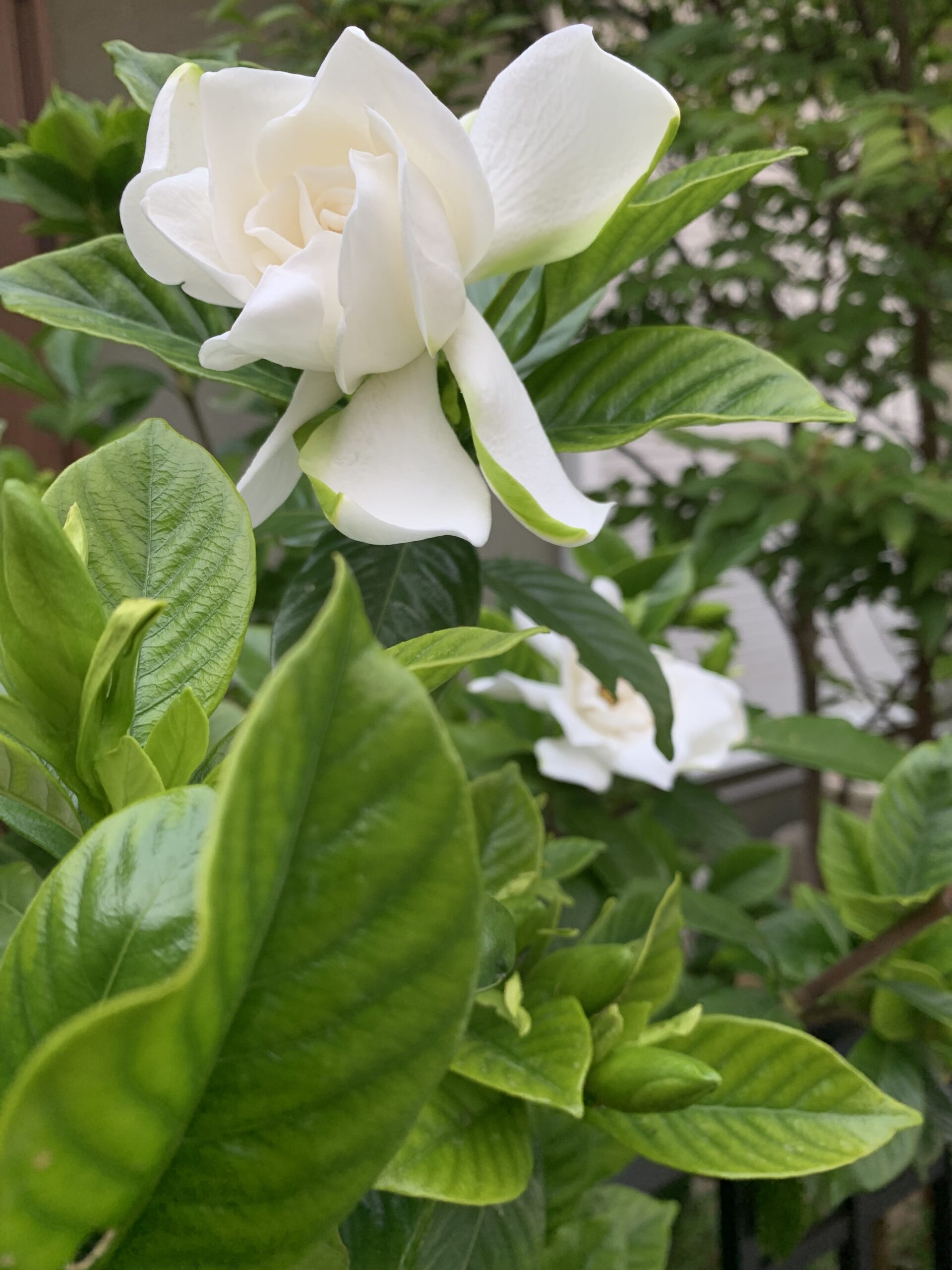 Shifting Towards Simplicity: Using Single Unique Identifiers in Our ...