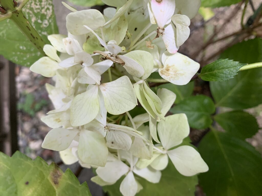 ISO 11179:2023 Semantic model definition using ISO/IEC 19505 OMG UML ...