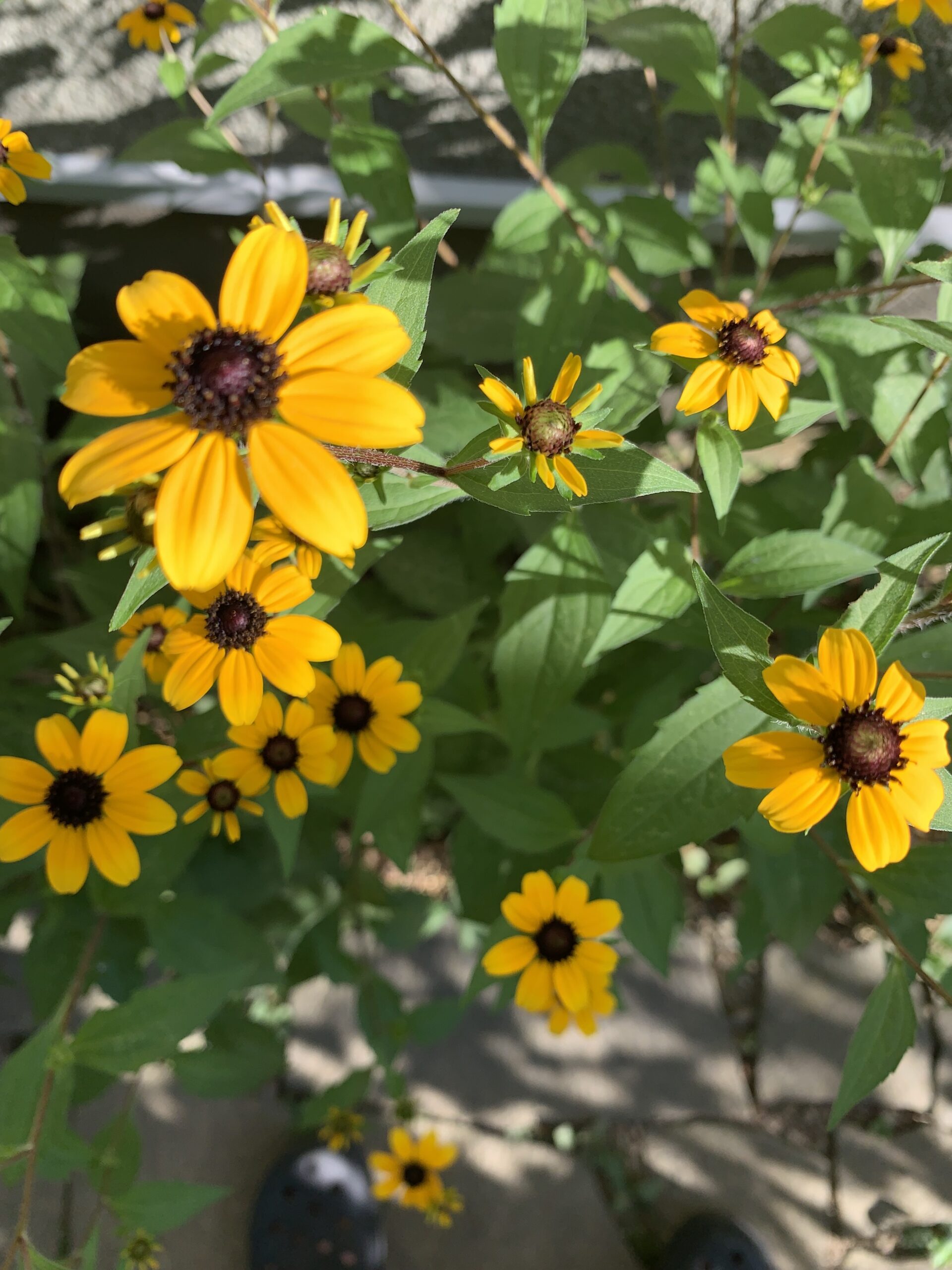 Apache PerlのWebアプリケーション – 三分一技術士事務所