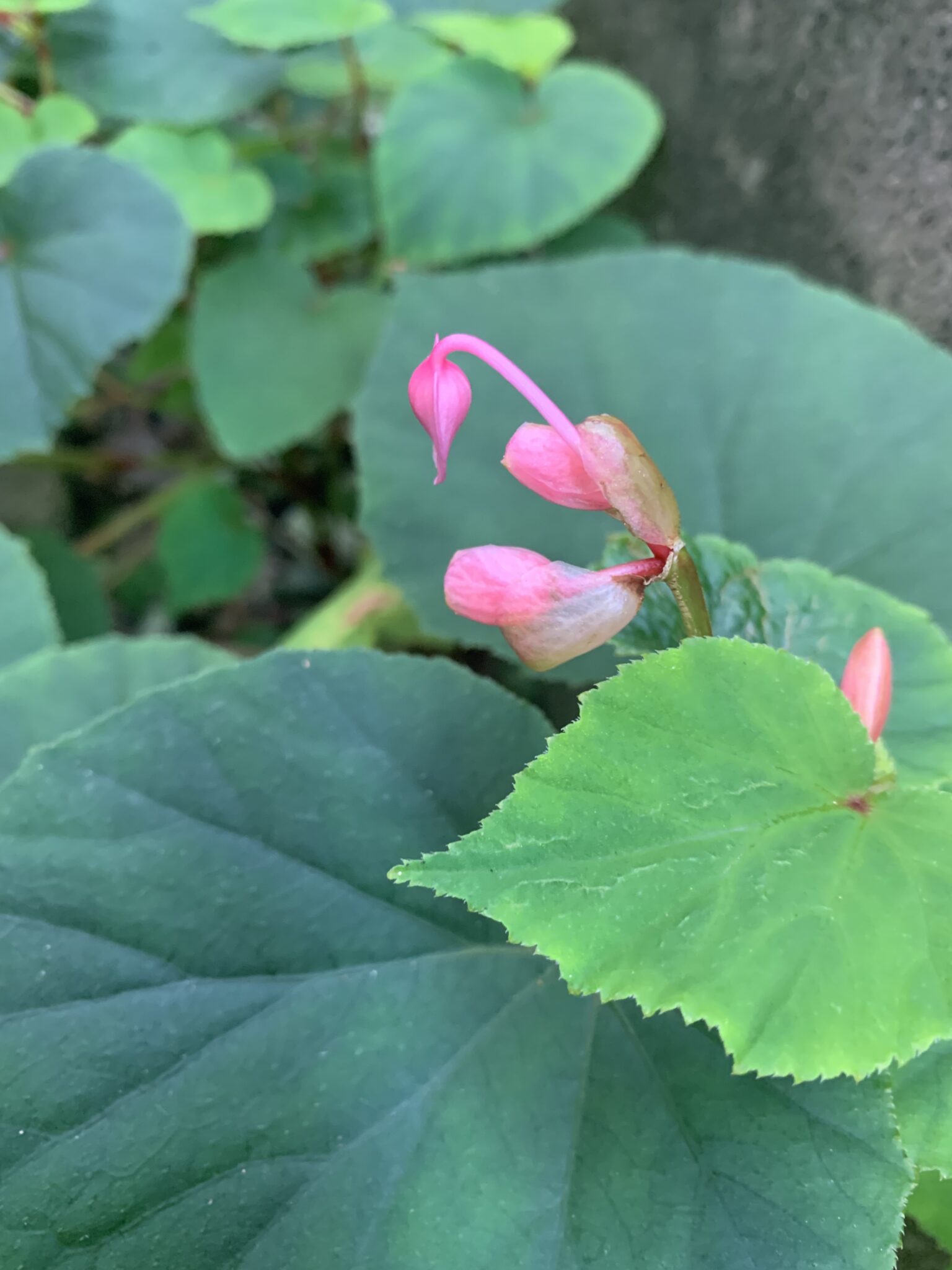 JP PINTのクレジットノート（381）と負のインボイス（380）の使用における課題 – 三分一技術士事務所